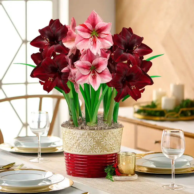 Festival Amaryllis Trio | Buy Bulbs Online at Breck's Gifts