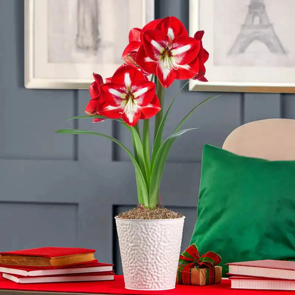 Stargazer Amaryllis Single | Amaryllis Gifts from Breck's