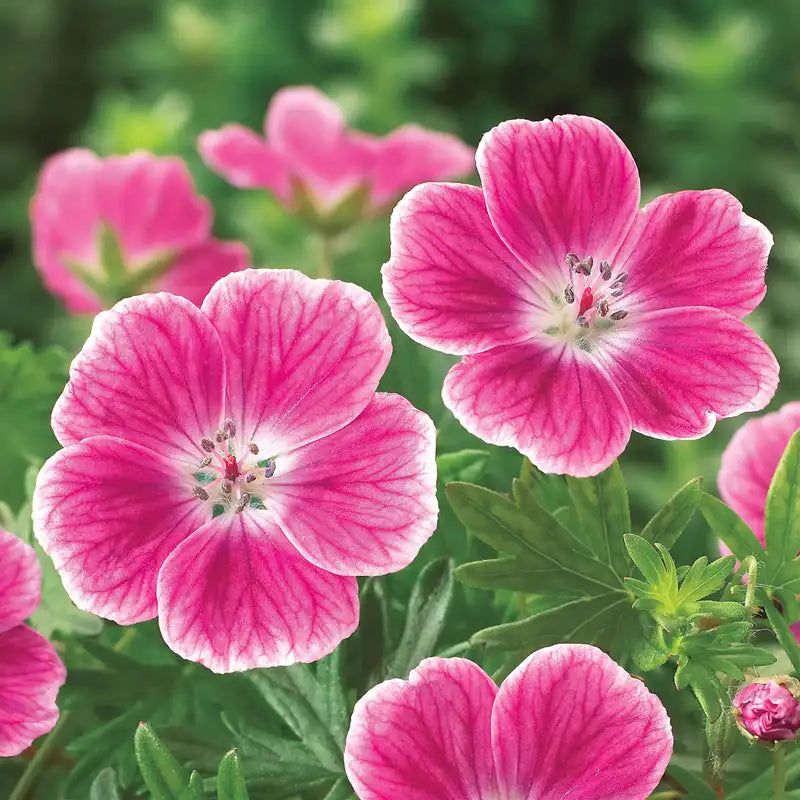 Elke Everblooming Geranium | BrecksBulbs.ca