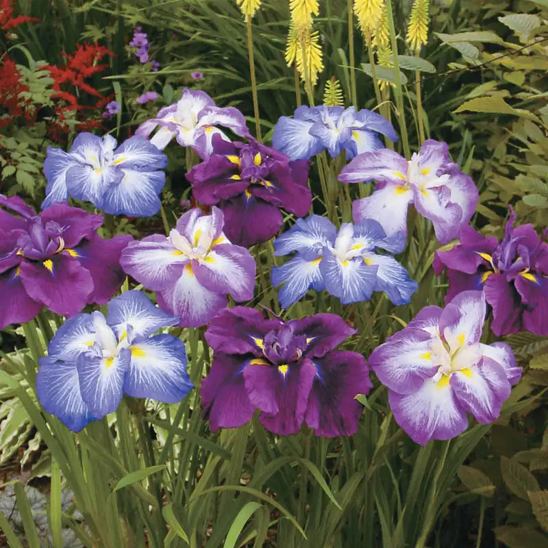 Dinner Plate™ Japanese Iris Mixture – Breck's