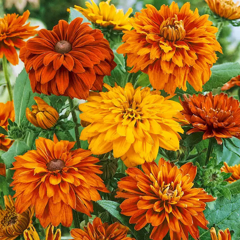 Cherokee Sunset Rudbeckia – Breck's
