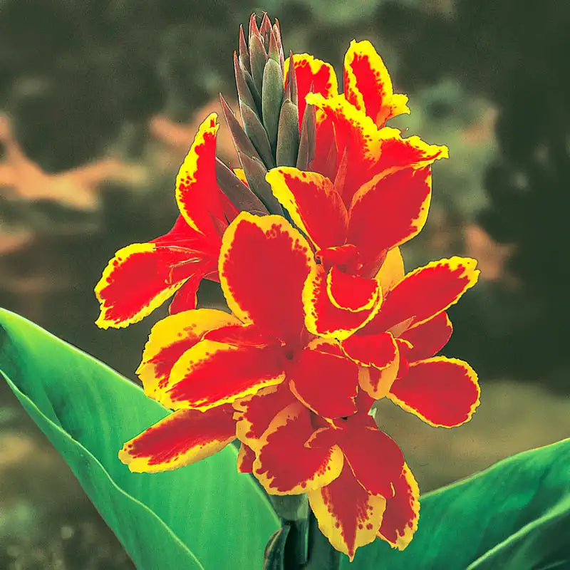 Lucifer Dwarf Canna – Breck's