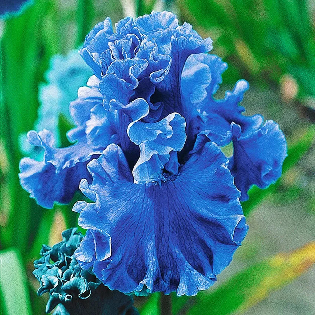 Sea Power Bearded Iris – Breck's