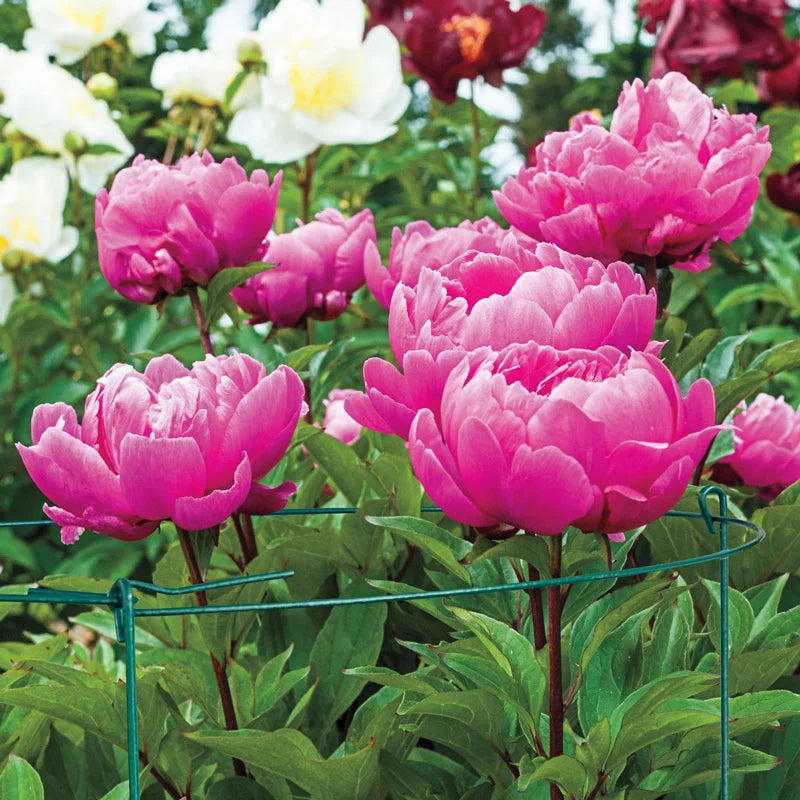 Flower Support Rings - set of 3 – Breck's