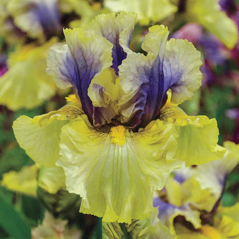 Secret Rites Bearded Iris – Breck's