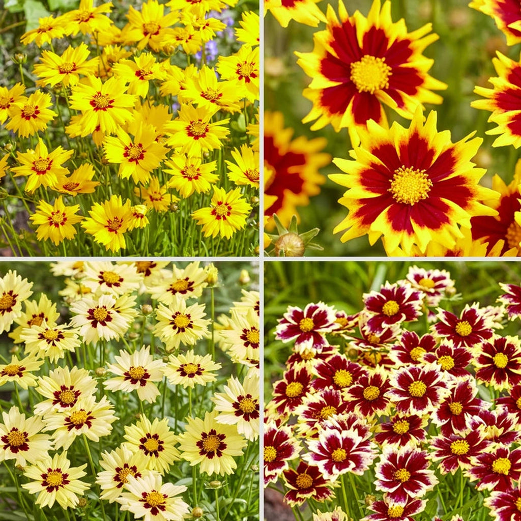 Solar Coreopsis Collection – Breck's